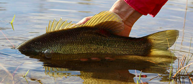 Proper Catch and Release Techniques – FishVault